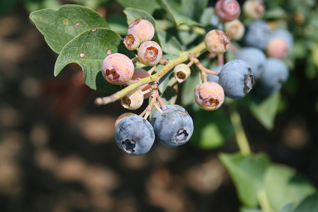 Blueberries | UGA Cooperative Extension