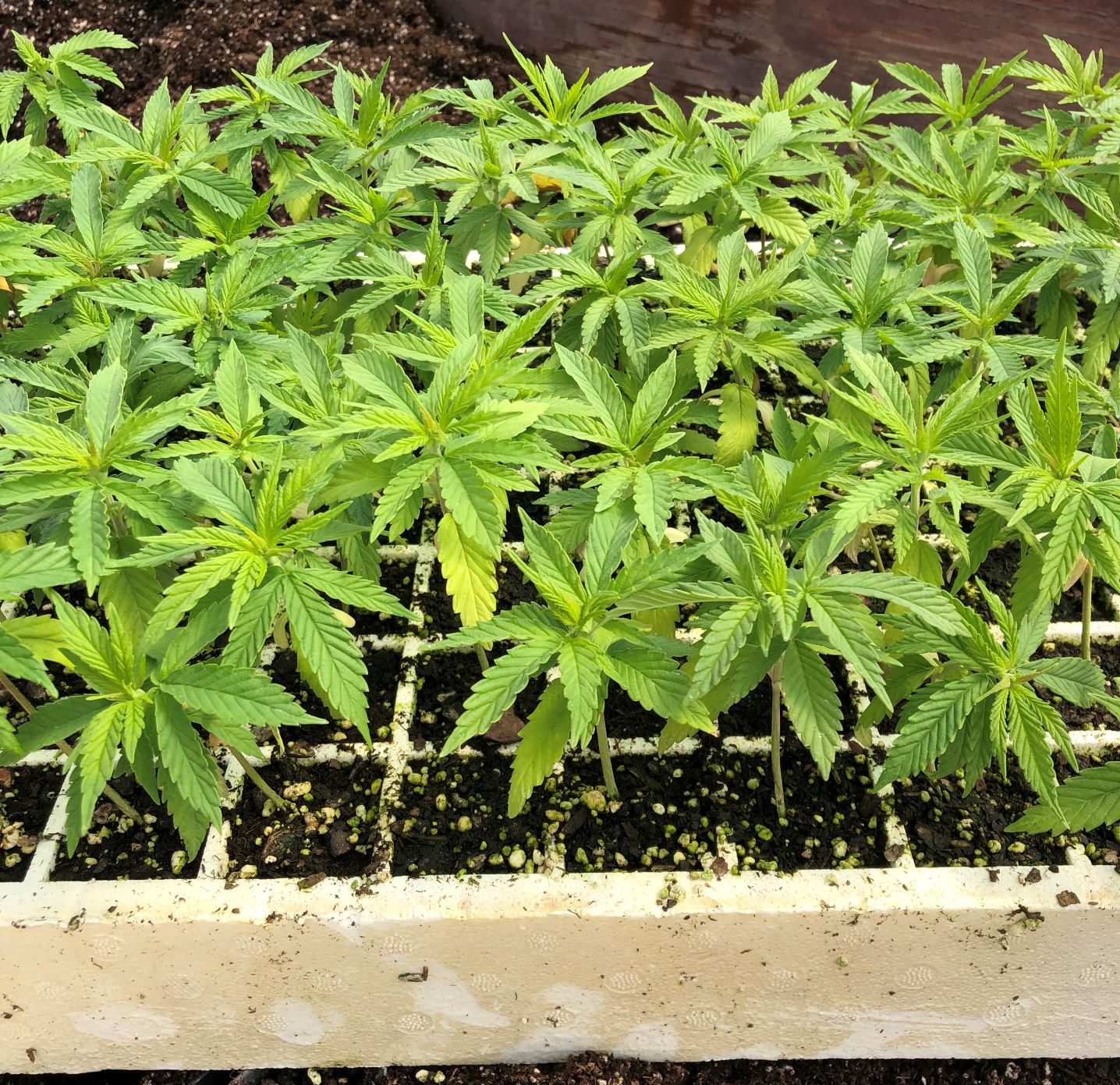 Hemp | UGA Cooperative Extension
