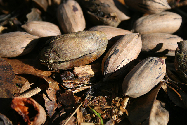 Pecans | UGA Cooperative Extension