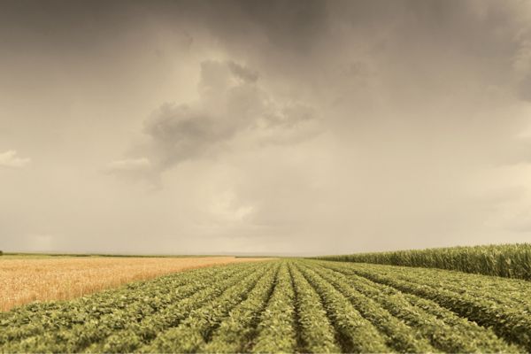 Helene Report | UGA Cooperative Extension